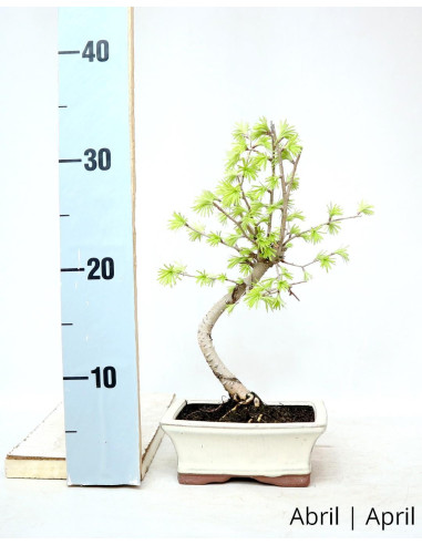 Luso Bonsai | Pseudolarix Bonsai de 7 Anos