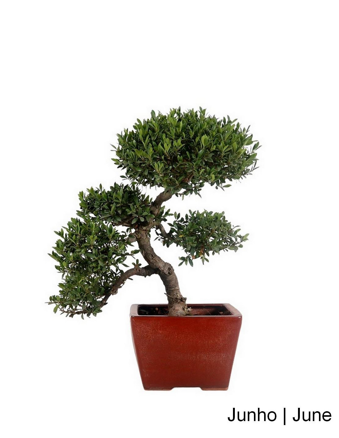 21-year-old Ilex Crenata Bonsai