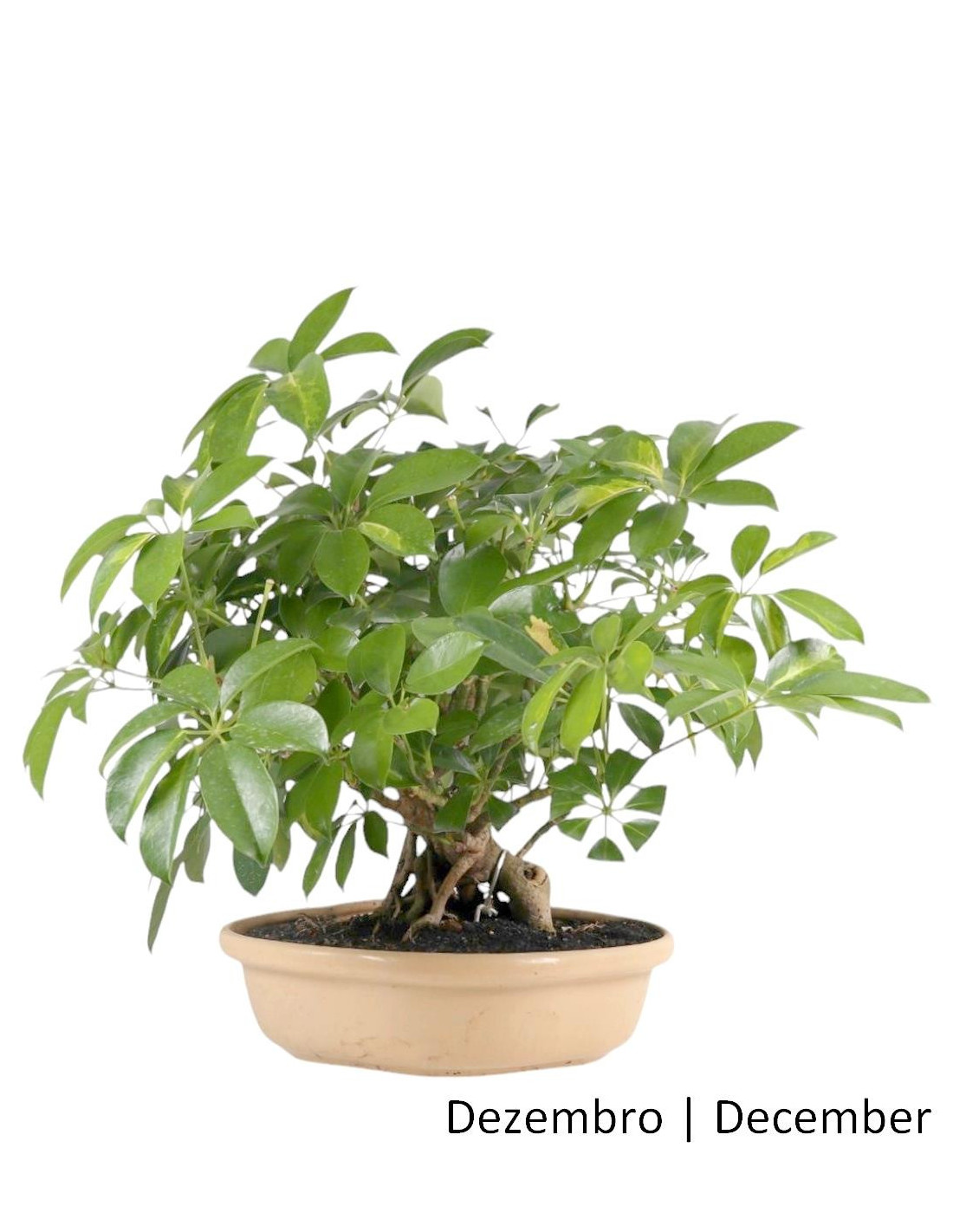 20-year-old Schefflera Arboricola Bonsai