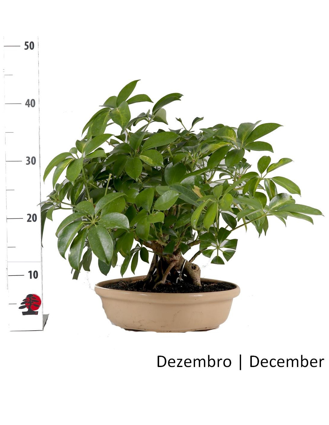 20-year-old Schefflera Arboricola Bonsai