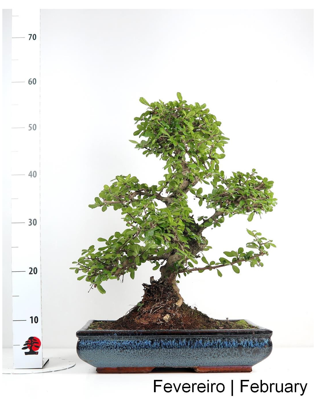 Carmona Macrohpyla Bonsai de 21 años