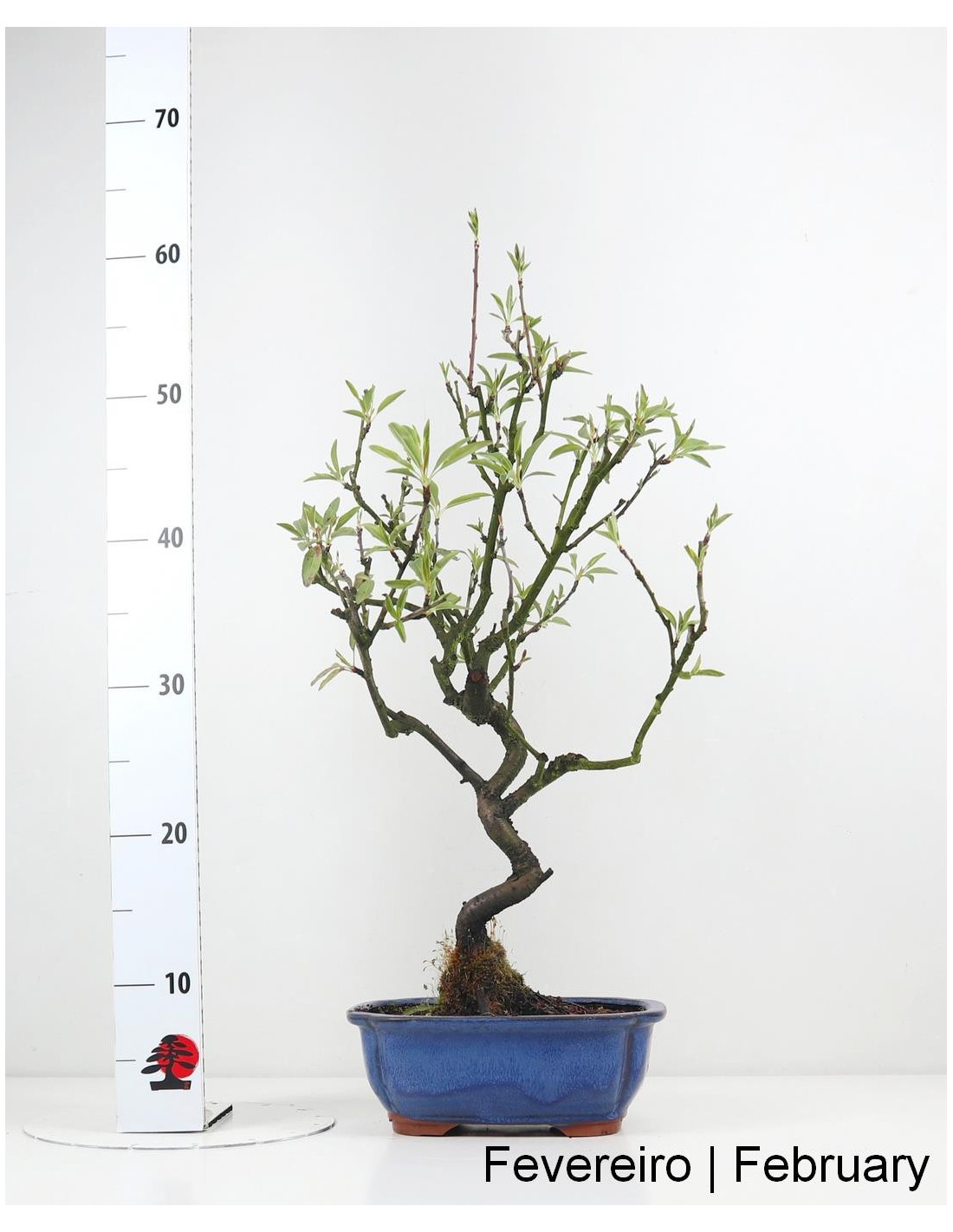 Almond Bonsai from 2012