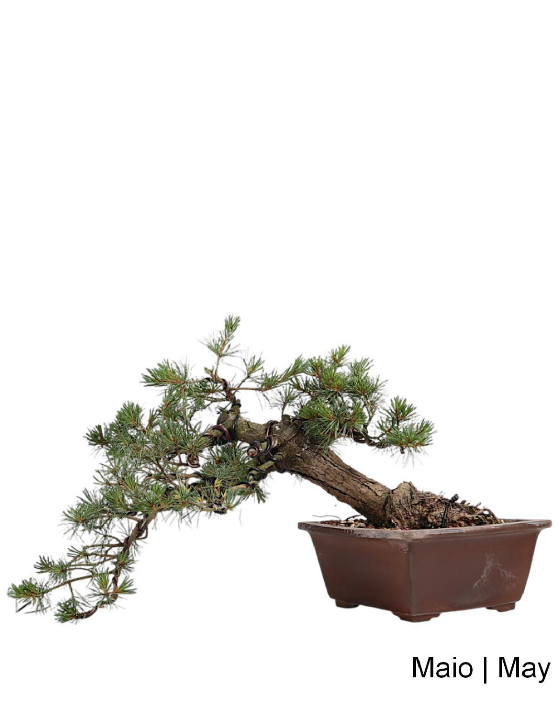 Pinus Pentaphylla Bonsai 40 ans