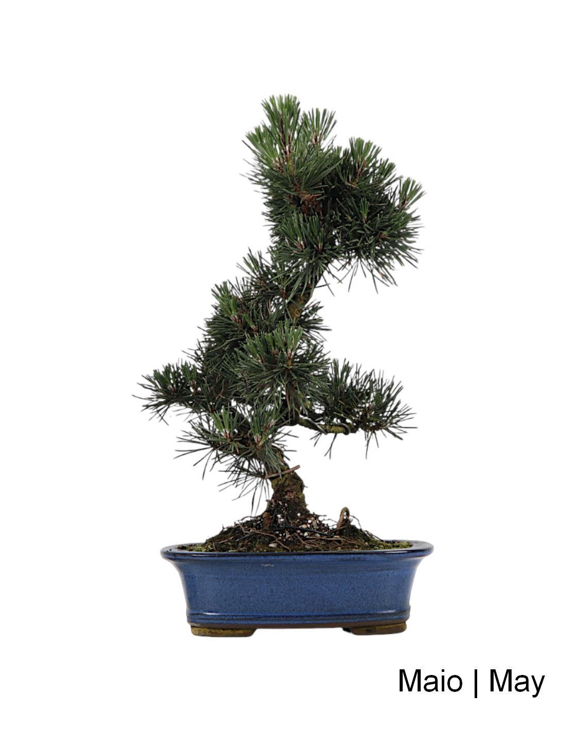 Bonsái de Pinus Thunbergii Kotobuki de 23 años
