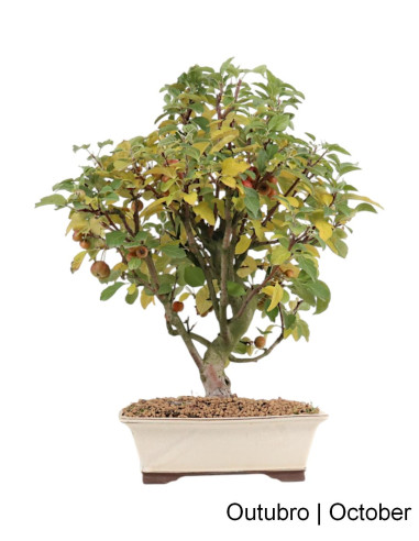 23-Year-Old "Everest" Apple Tree Bonsai