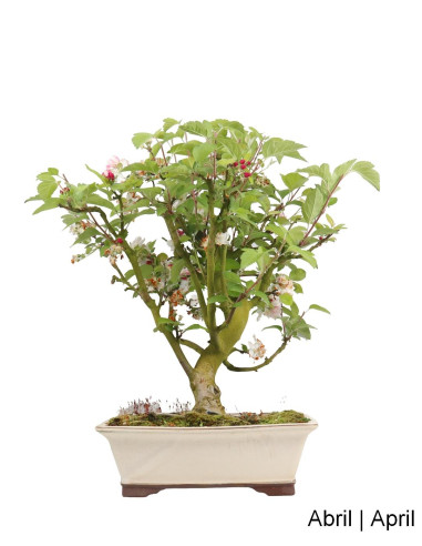 23-Year-Old "Everest" Apple Tree Bonsai
