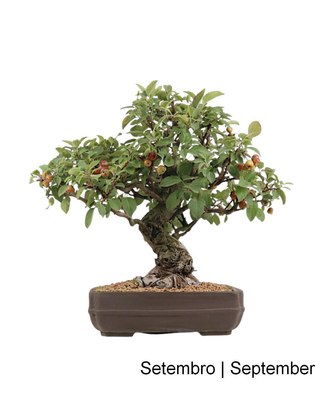 40-year-old "Everest" Apple Tree Bonsai