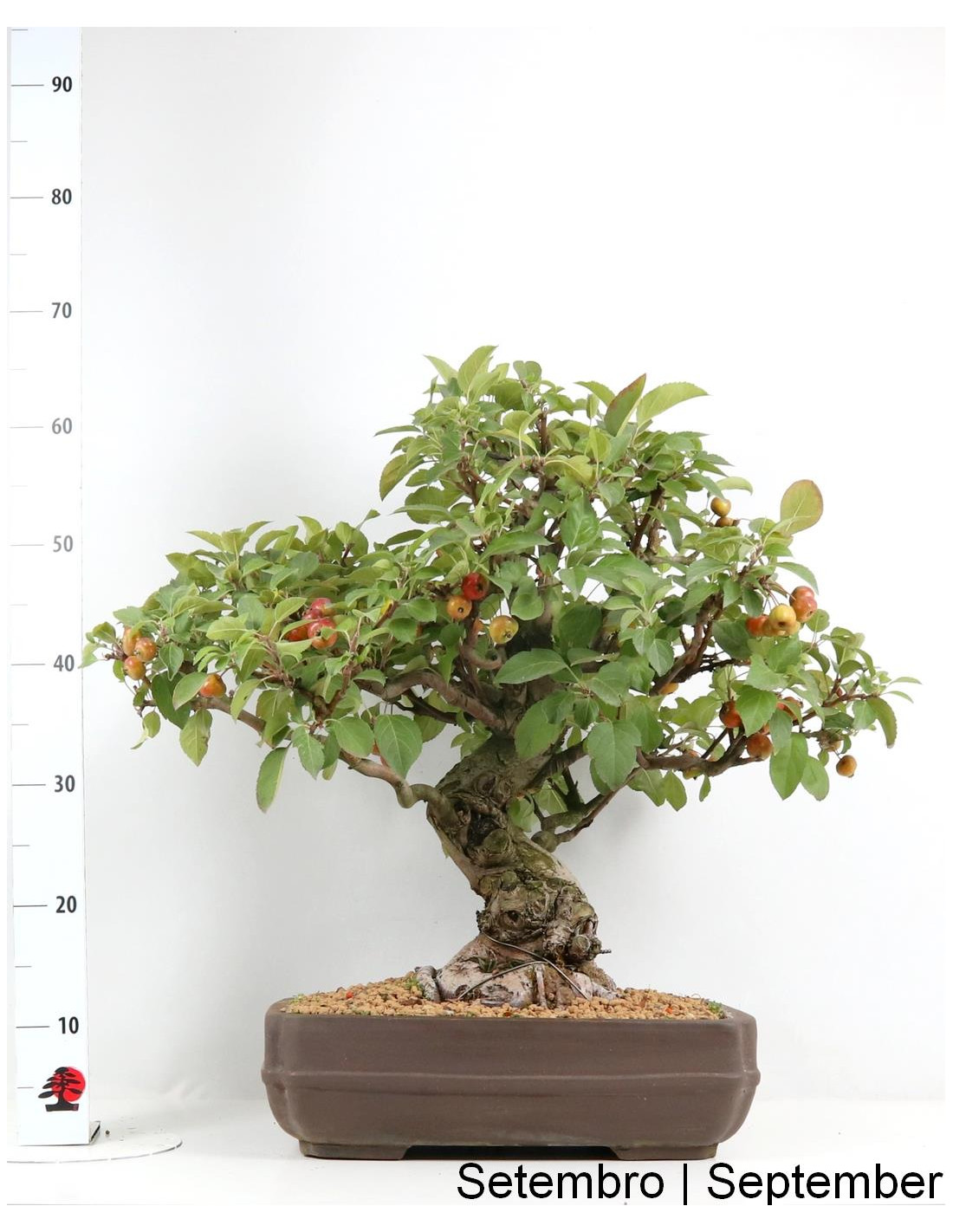 40-year-old "Everest" Apple Tree Bonsai