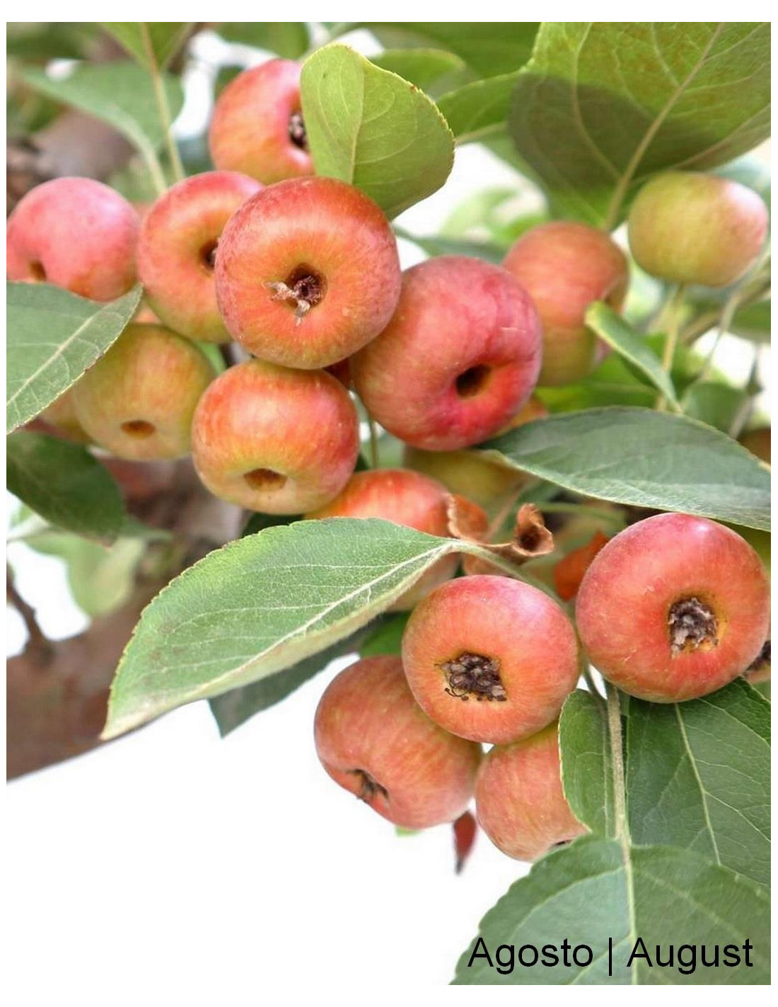 40-year-old "Everest" Apple Tree Bonsai