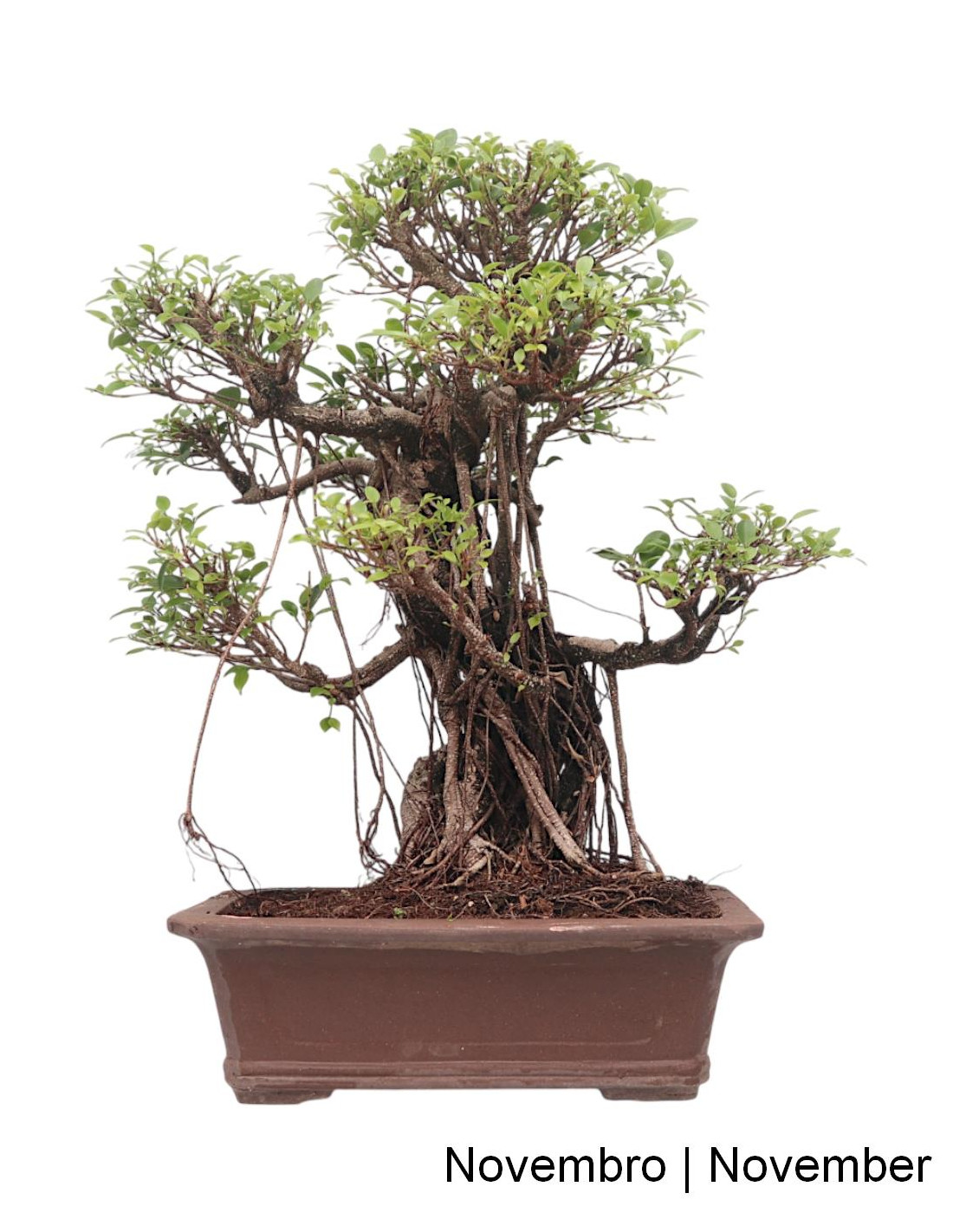 Ficus Retusa Tiger Bark Bonsai de 36 anos