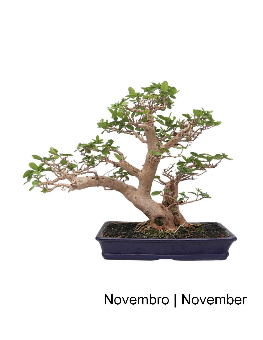 Premna Microphylla Bonsai from 1996