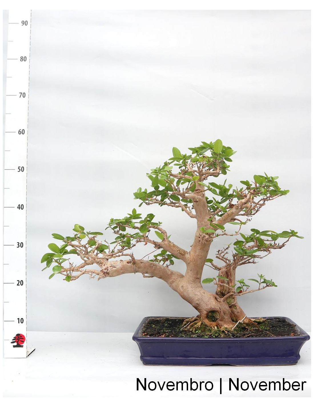 Premna Microphylla Bonsai from 1996