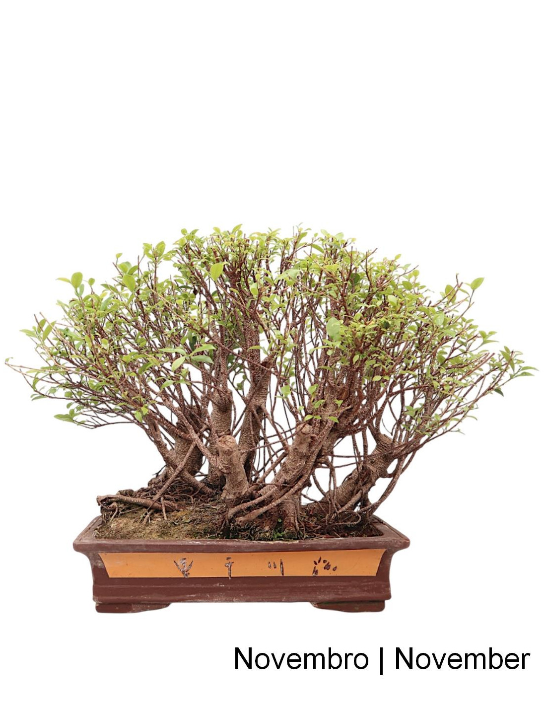 Ficus Tiger Bark Bonsai from 1999
