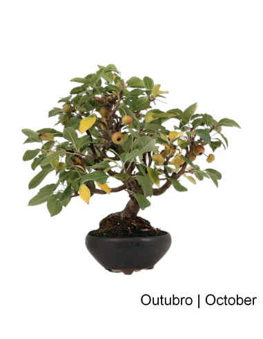 20-year-old "Everest" Apple Tree Bonsai