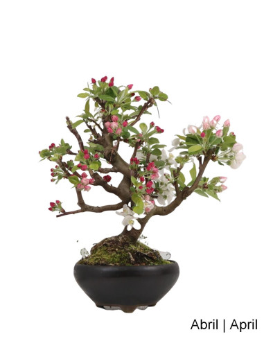 20-year-old "Everest" Apple Tree Bonsai
