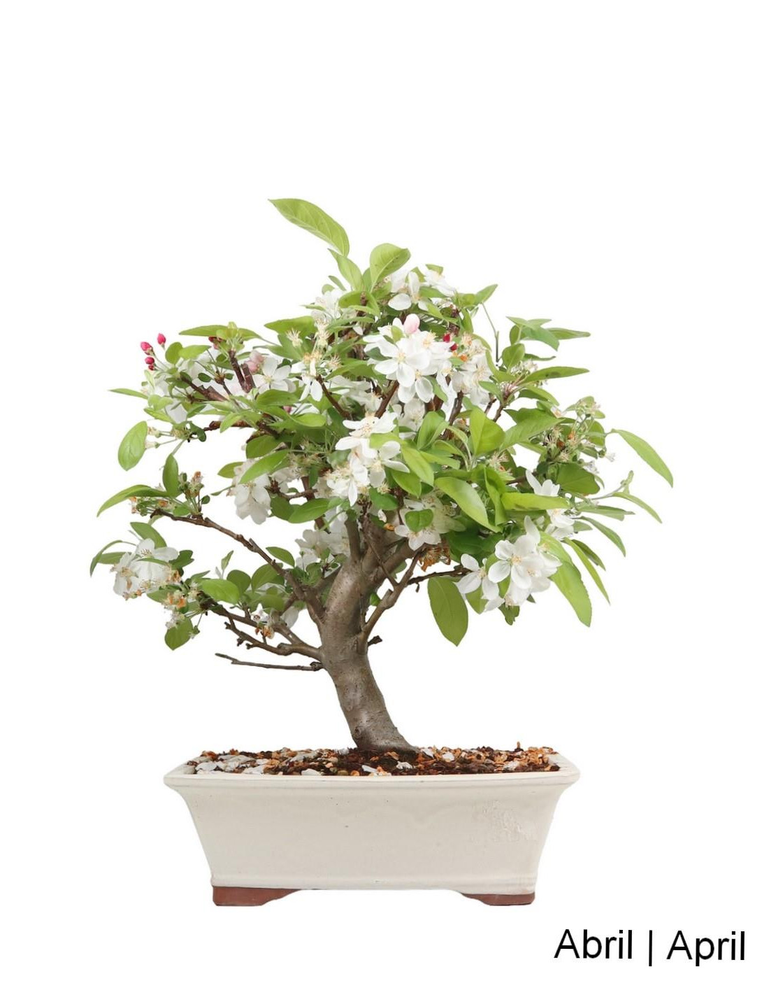"Everest" Apple Tree 23-Year-Old Bonsai