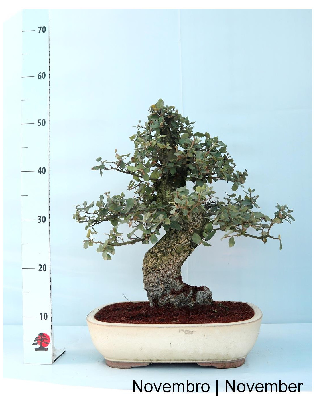 38-year-old Cork Oak Bonsai